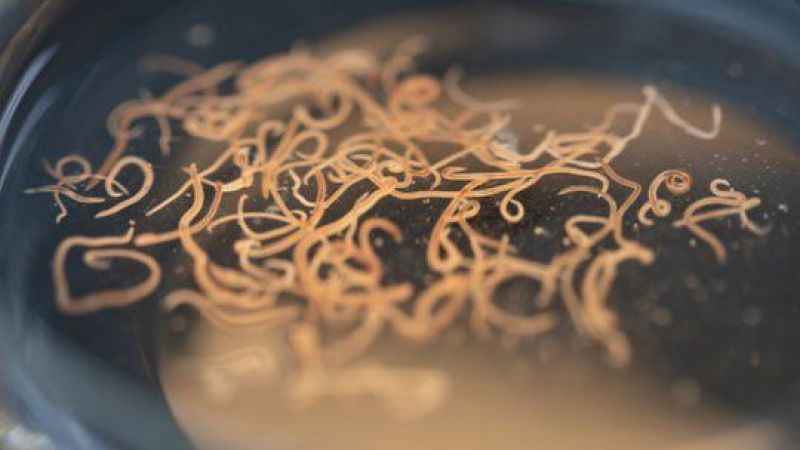 Parazit nedir? Parazit türleri nelerdir? Parazit çeşitleri neler ...